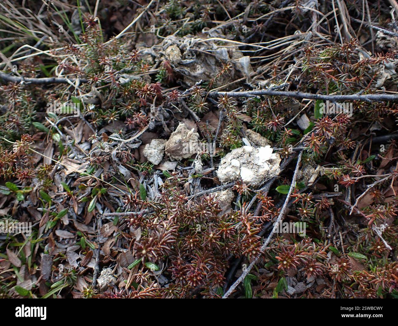 Gray Wolf (Canis lupus), Mammalia, Stikine Region, BC, Canada, Bony ...