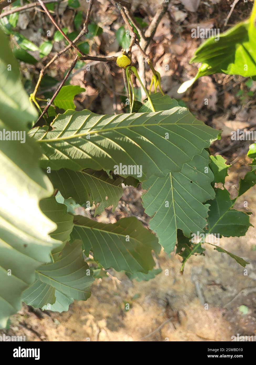 Oak Rough Bulletgall Wasp (Disholcaspis quercusmamma), Insecta, Fox ...