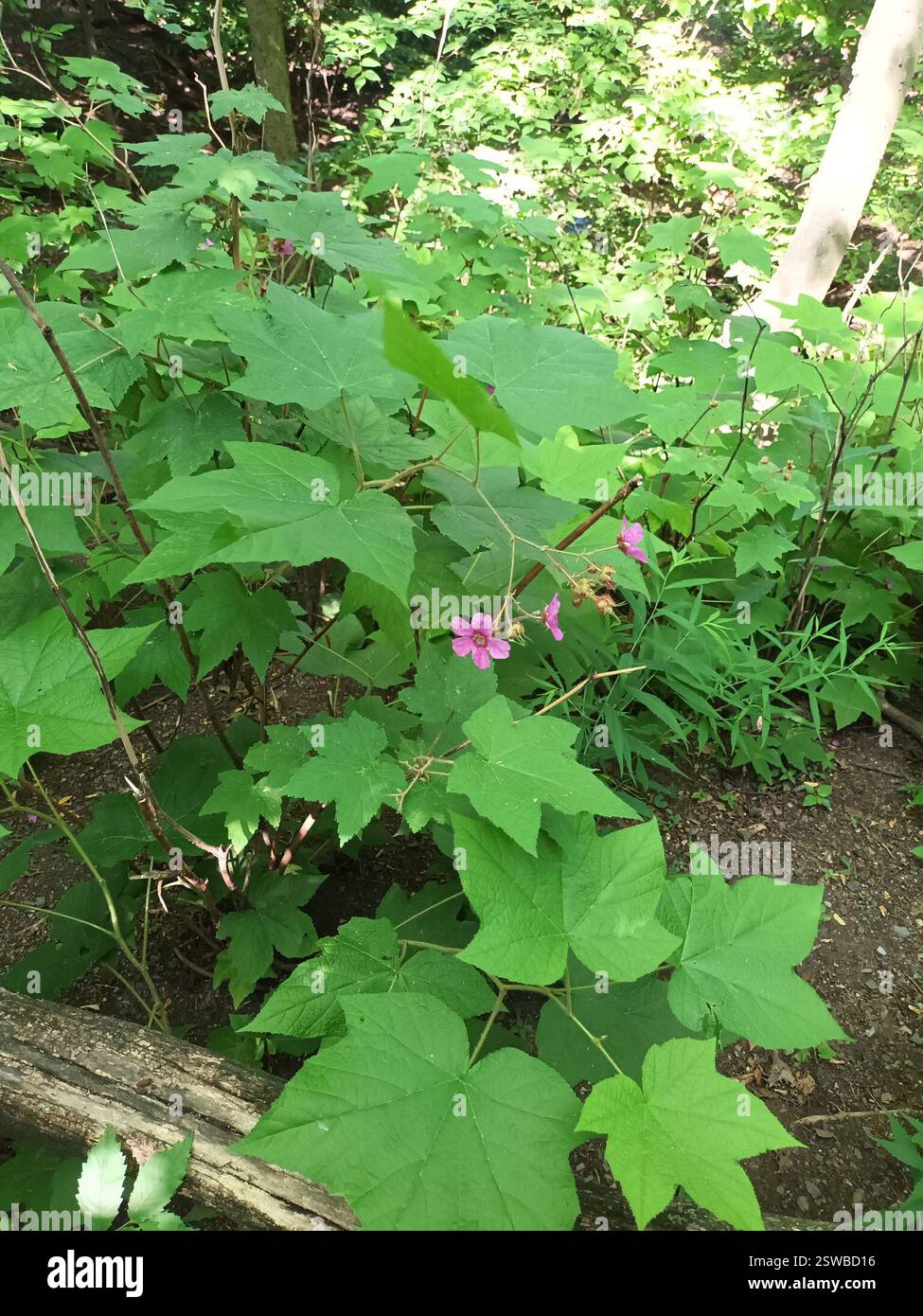 purple-flowered raspberry (Rubus odoratus), Plantae, Central Park West ...