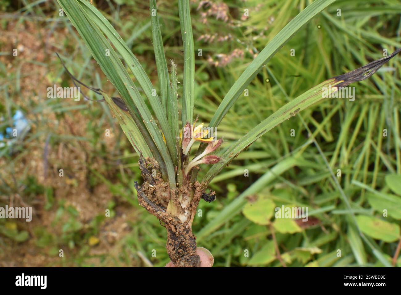 (Curculigo), Plantae, 中国广东省惠州市惠东县 Stock Photo - Alamy