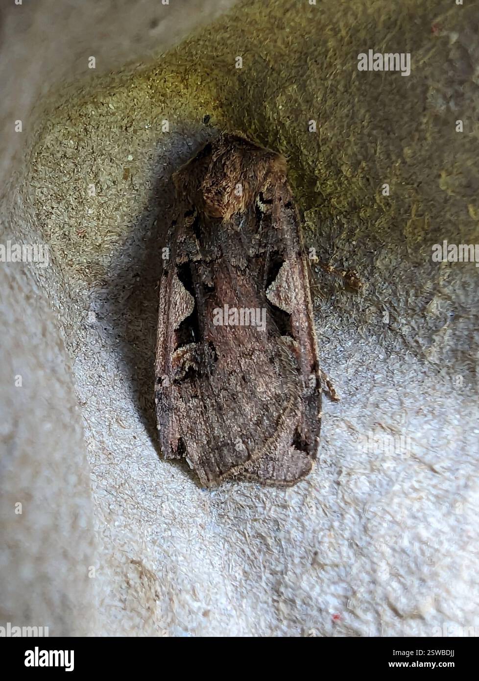 Setaceous Hebrew Character (Xestia c-nigrum), Insecta, Lingwood ...