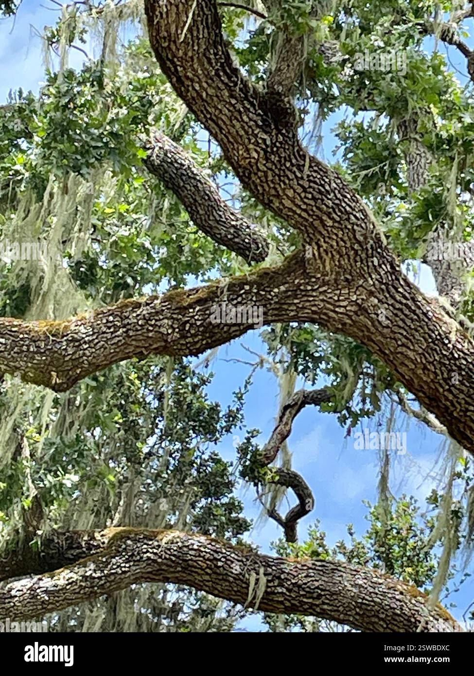 (Dumosae), Plantae, Henry W. Coe State Park, Gilroy, CA, US, Outer end ...