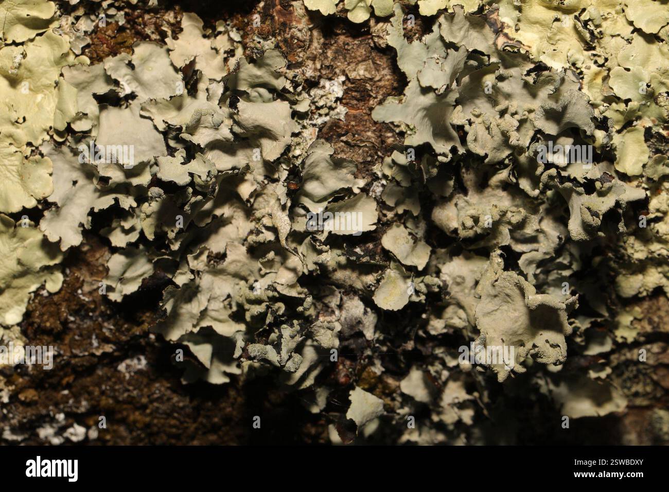 Ruffle Lichens (Parmotrema), Fungi, Coed Mor, Holyhead Road, Menai ...