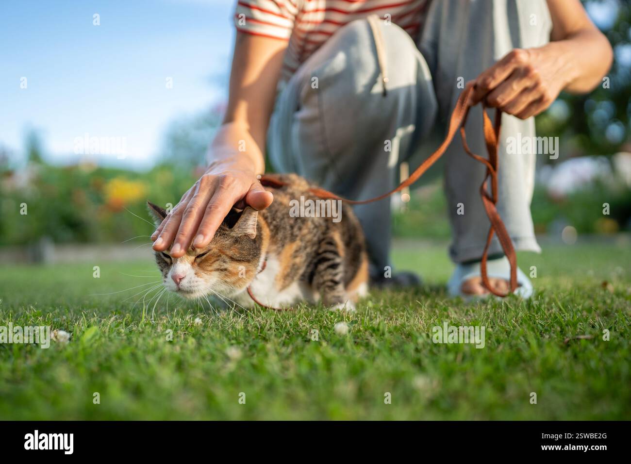 Caring hand of female owner affectionately strokes tricolor tense cat ...
