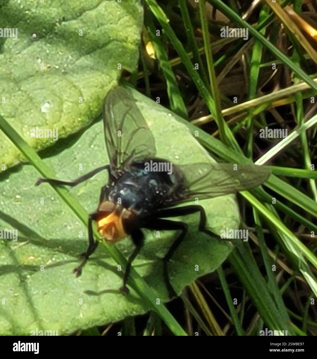 Yellow-faced Blowfly (Cynomya mortuorum), Insecta, 3450 Lillerød ...