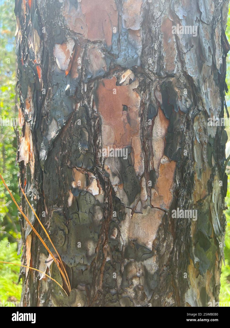 longleaf pine (Pinus palustris), Plantae, North Carolina, US Stock ...