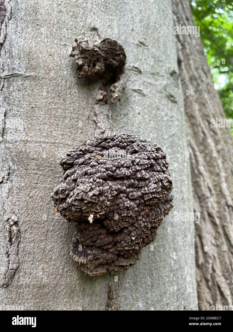 Sweet knot (Fomes graveolens), Fungi, Newtown Square, PA, US Stock ...