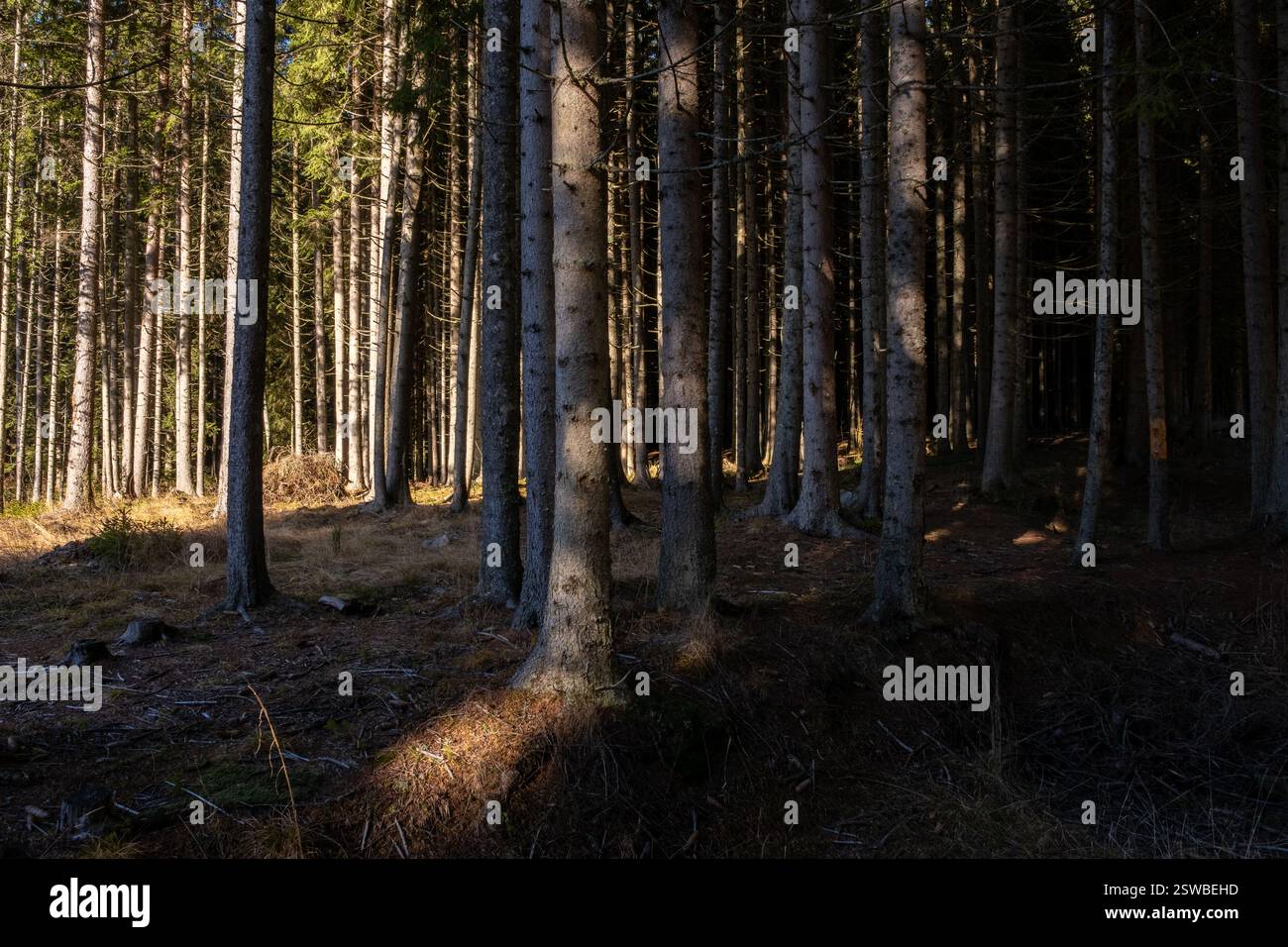 Sunlight streams through a dense coniferous forest illuminating the ...
