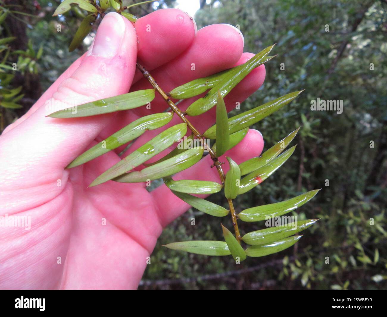 Hall's totara (Podocarpus laetus), Plantae, Whirinaki Forest Park Stock ...