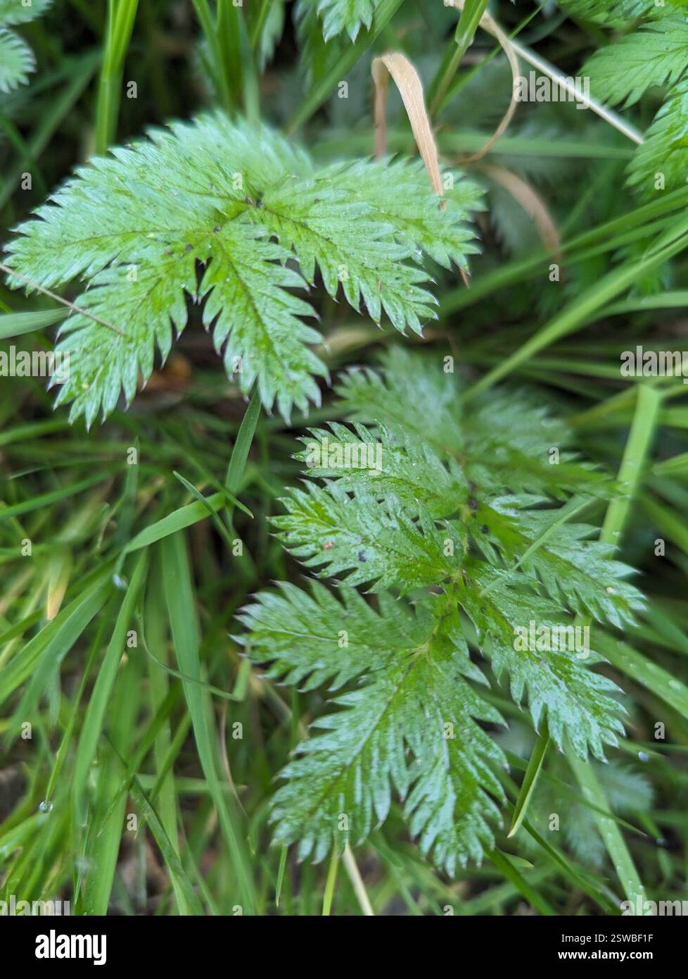common silverweed (Argentina anserina), Plantae, Wheel Gates, Newquay ...
