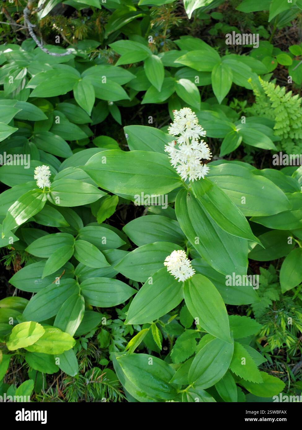 Solomon's plume (Maianthemum racemosum), Plantae, Fergus County, MT ...