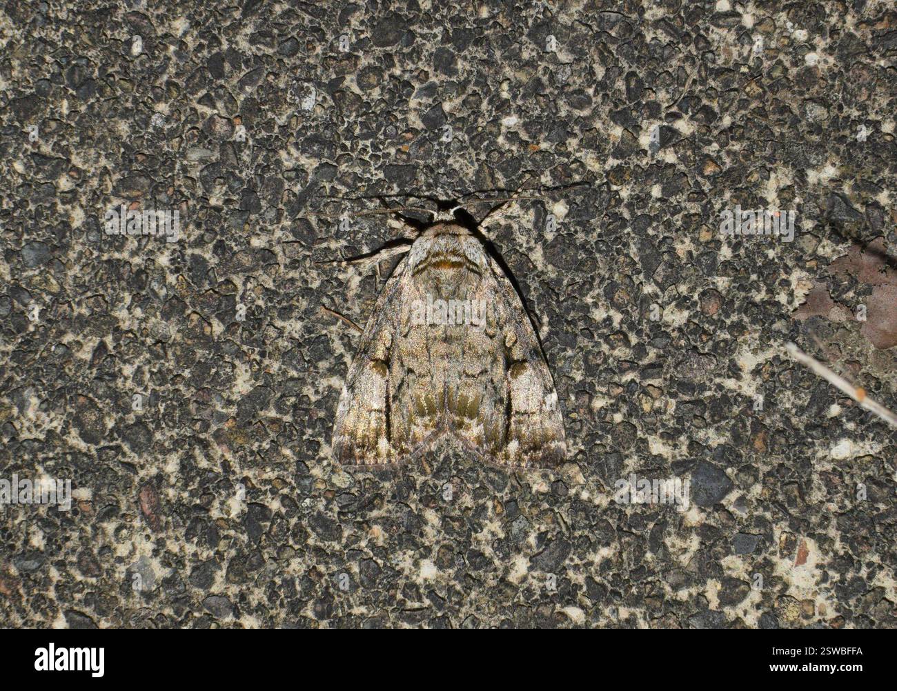 Owlet Moths and Allies (Noctuoidea), Insecta, 中国浙江省杭州市临安区 Stock Photo ...