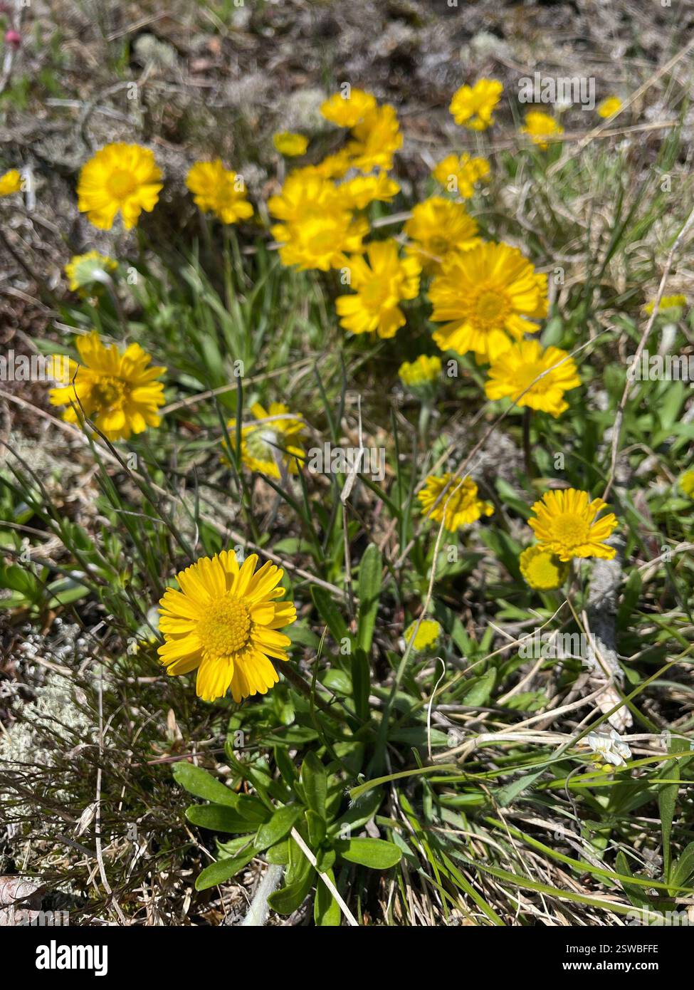 lakeside daisy (Tetraneuris herbacea), Plantae, Misery Bay Provincial ...