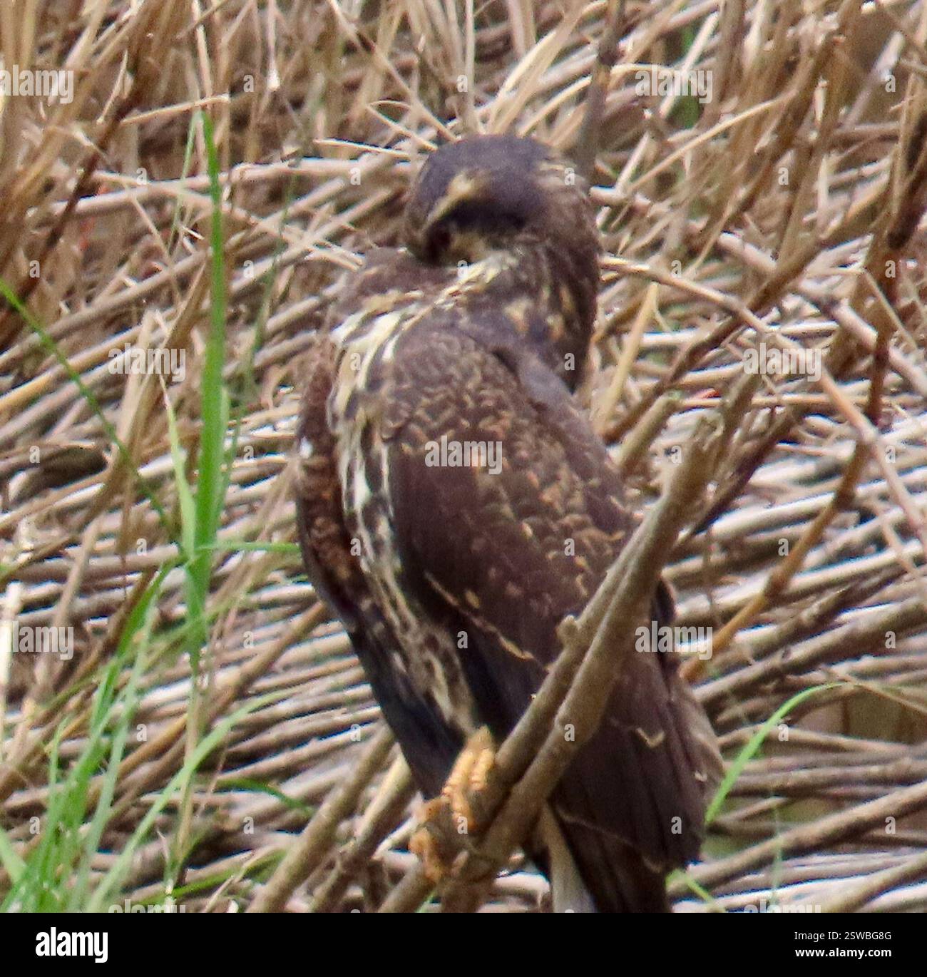 Snail Kite (Rostrhamus sociabilis), Aves, Gatun Lake, Panamá, PA, Snail ...