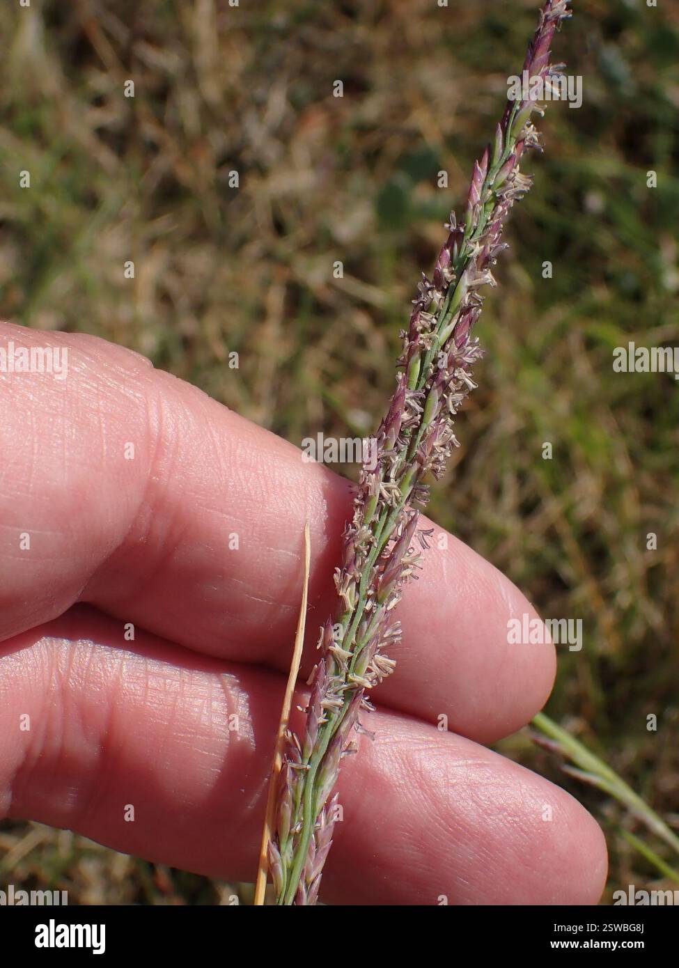 Common Saltmarsh-grass (Puccinellia maritima), Plantae, Portsmouth ...