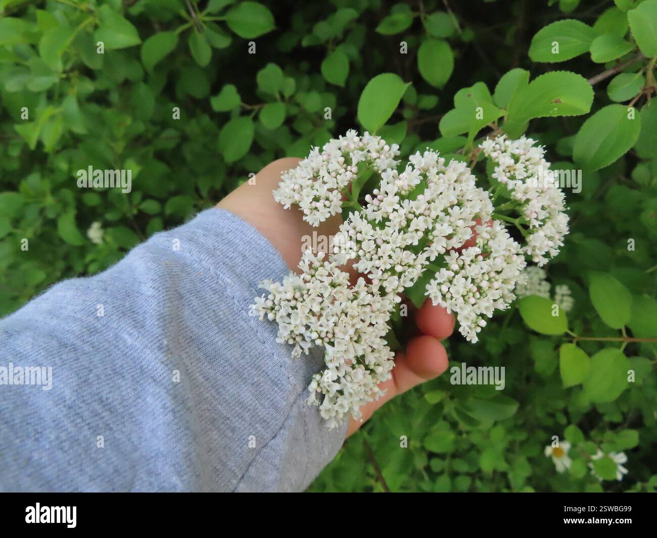 common valerian (Valeriana officinalis), Plantae, Waukesha County, WI ...