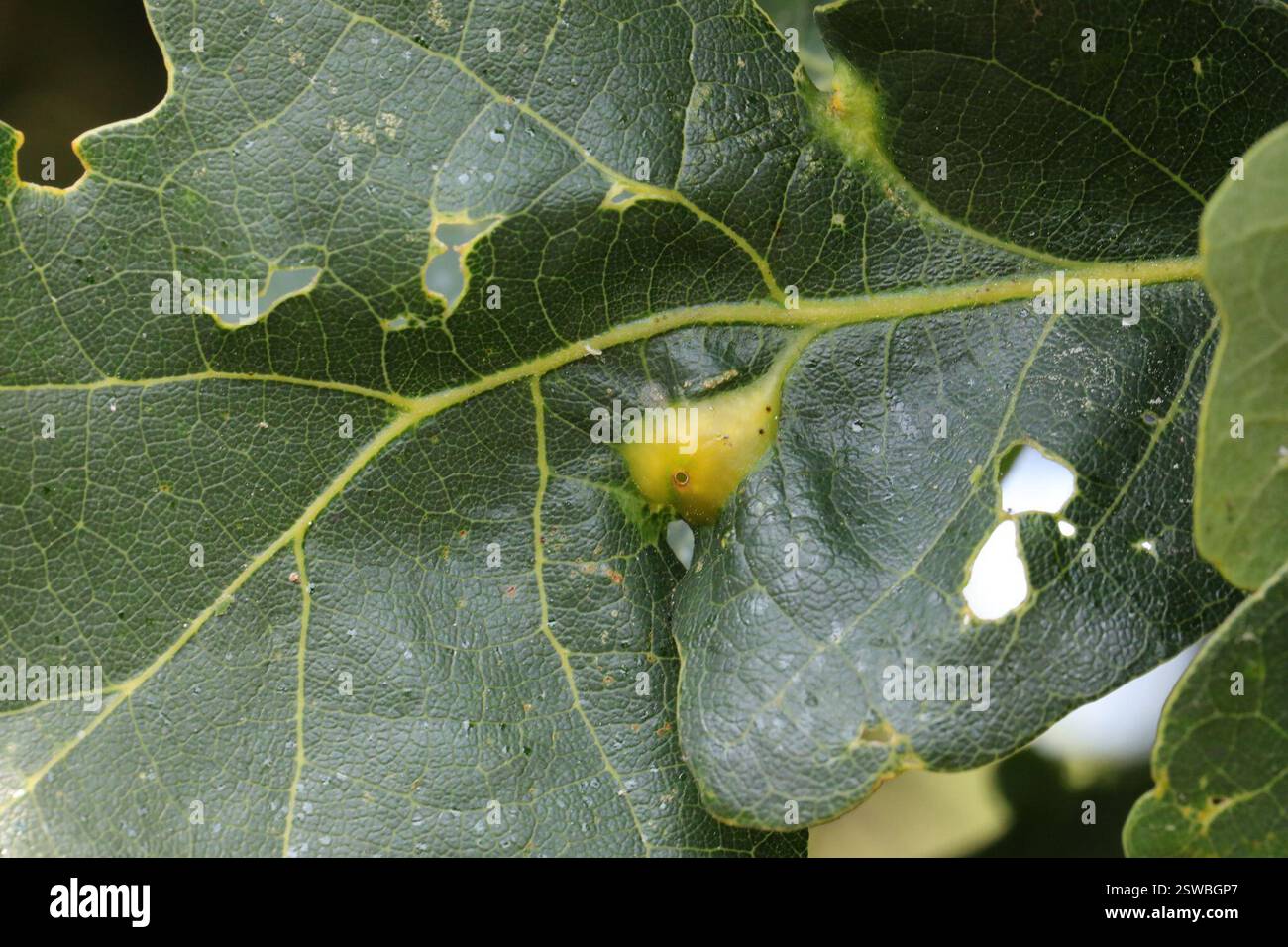 Oak Curved-leaf Gall Wasp (Andricus curvator), Insecta, Calderstones ...