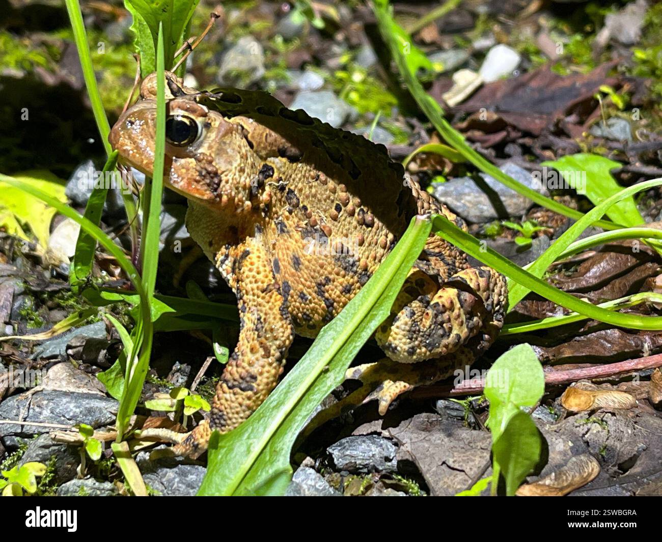 American Toad (Anaxyrus americanus), Amphibia, Hall Bridge Rd ...