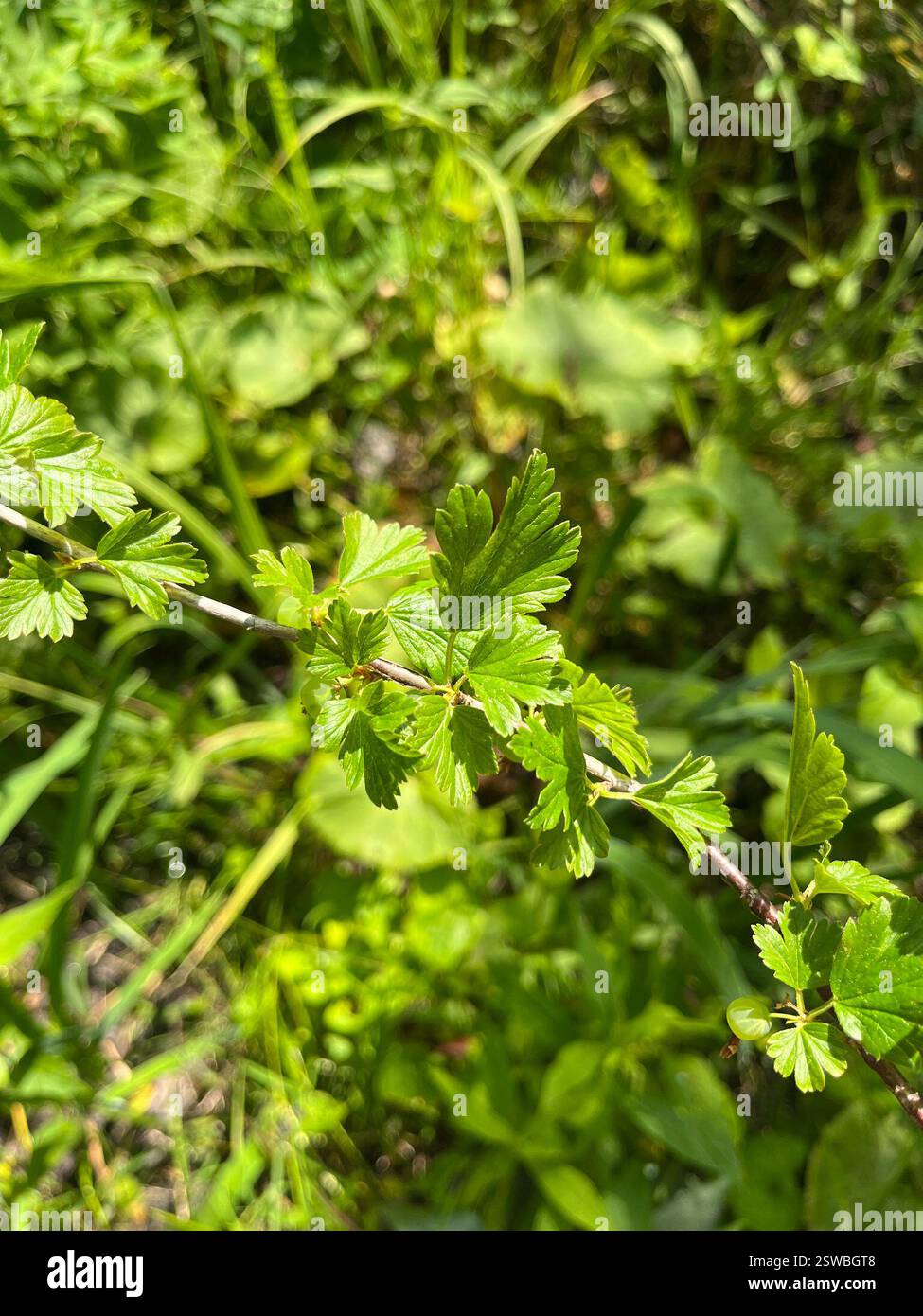 Smooth Gooseberry (Ribes hirtellum), Plantae, Warren County, PA, USA ...