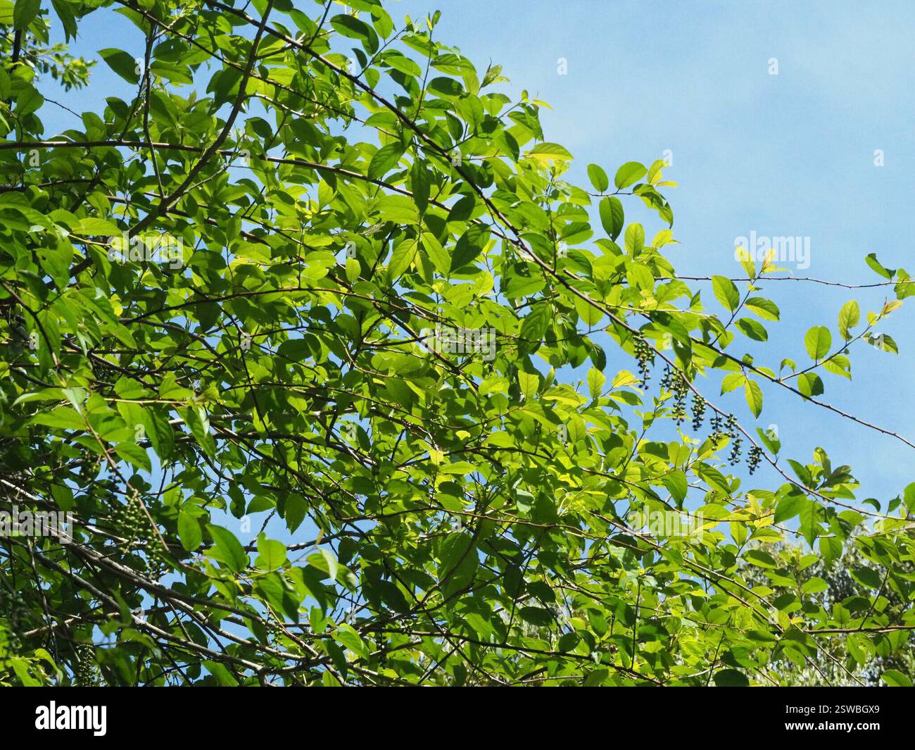 (Stachyurus himalaicus), Plantae, 台灣桃園市 Stock Photo - Alamy