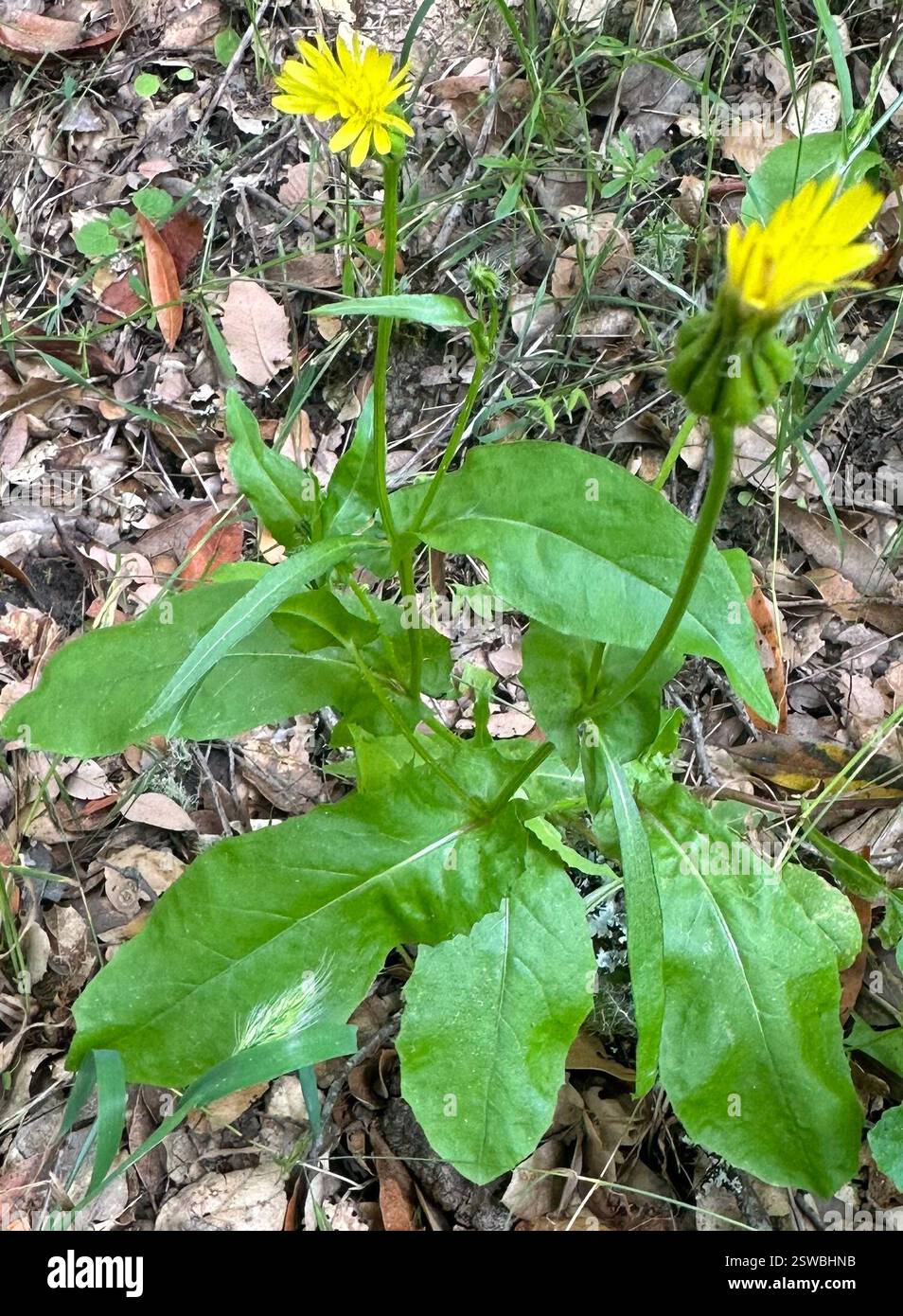 False Hawkbit (Urospermum picroides), Plantae, Russian Ridge Preserve ...