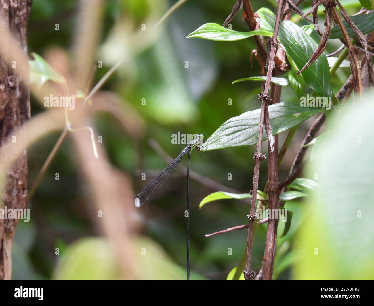 Long-tailed Helicopter (Mecistogaster linearis), Insecta, Panama Stock ...