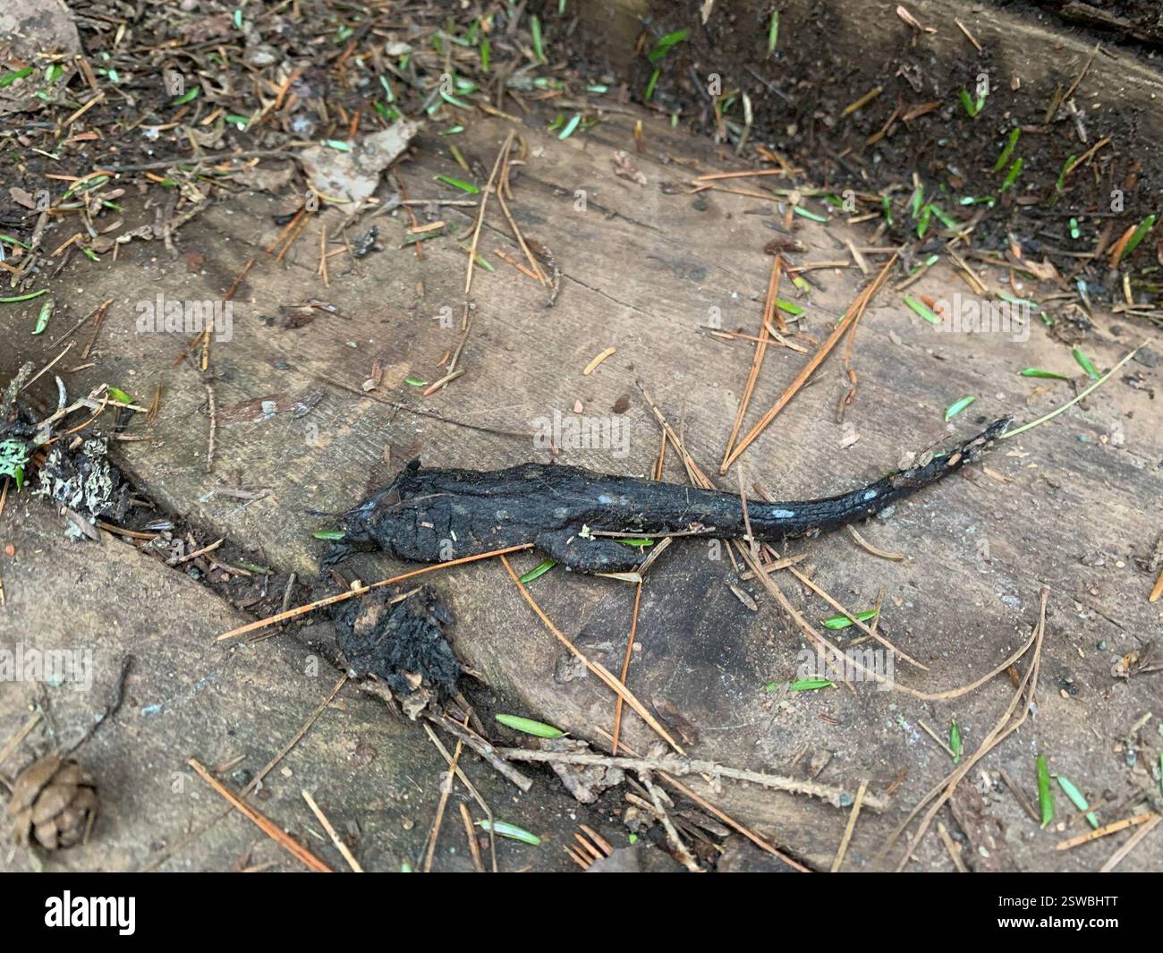 Spotted Salamander (Ambystoma maculatum), Amphibia, Graham Ave, Truro ...