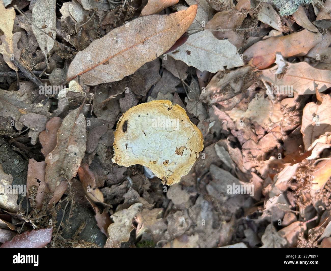 (Hypomyces), Fungi, Bucine, Toscana, IT Stock Photo - Alamy