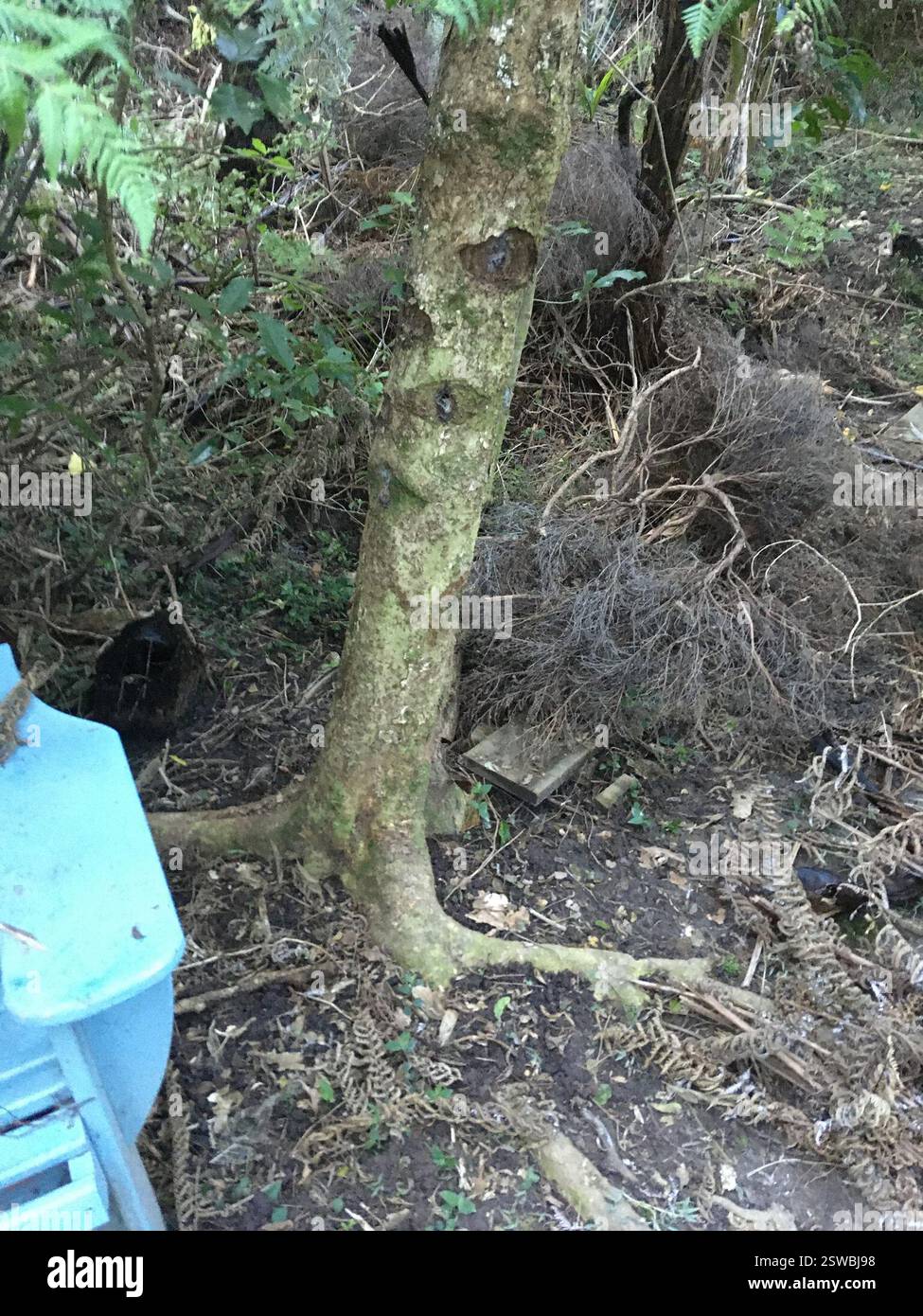 Marble leaf (Carpodetus serratus), Plantae, Kauri Park neighbourhood ...
