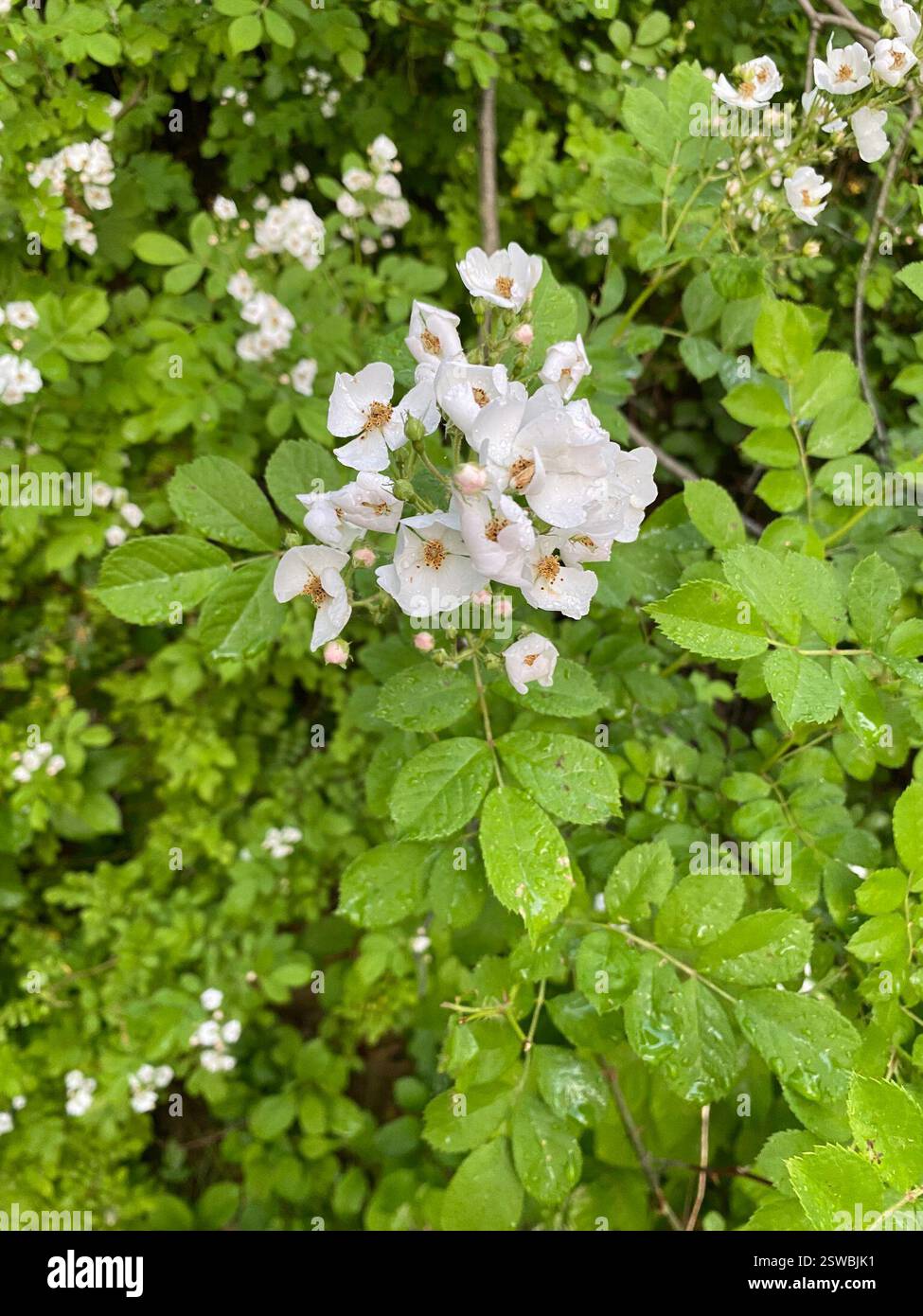 multiflora rose (Rosa multiflora), Plantae, Minges Creek Pl, Battle ...