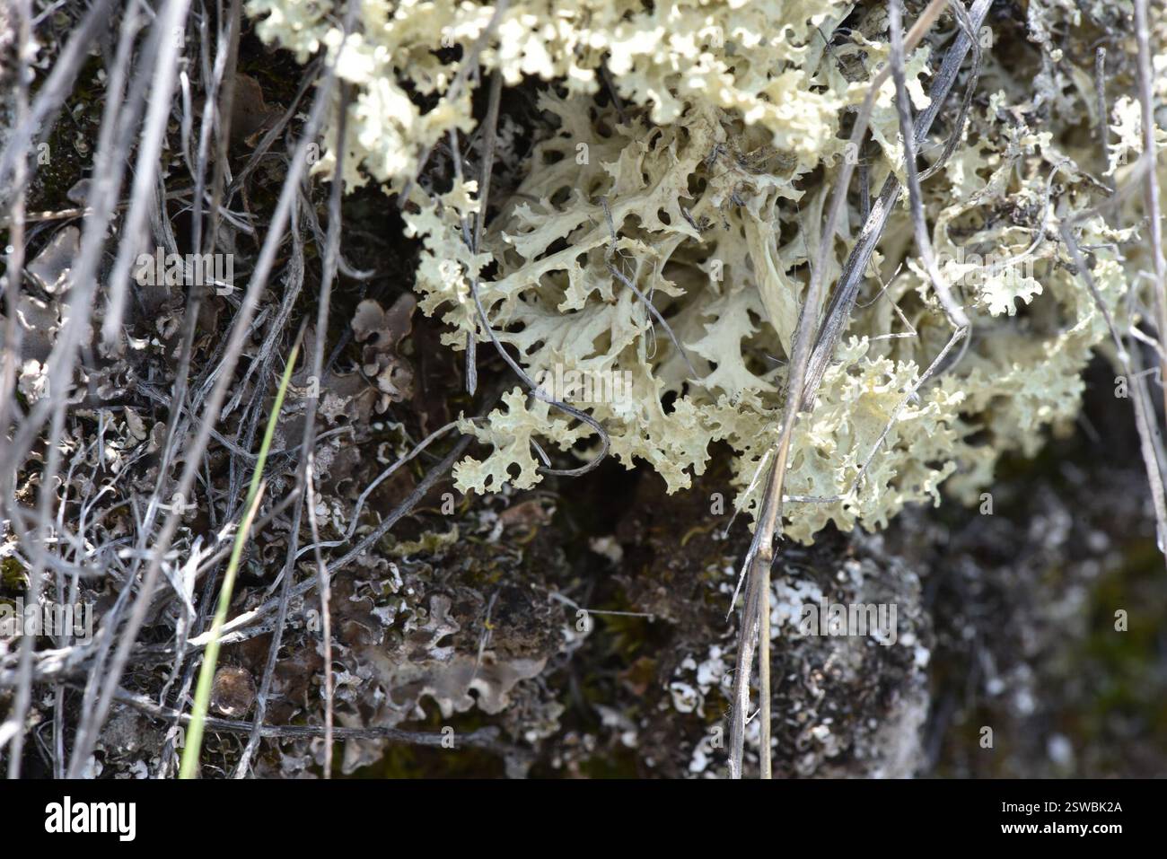 typical shield lichens (Parmelioideae), Fungi, Thompson-Nicola, BC ...