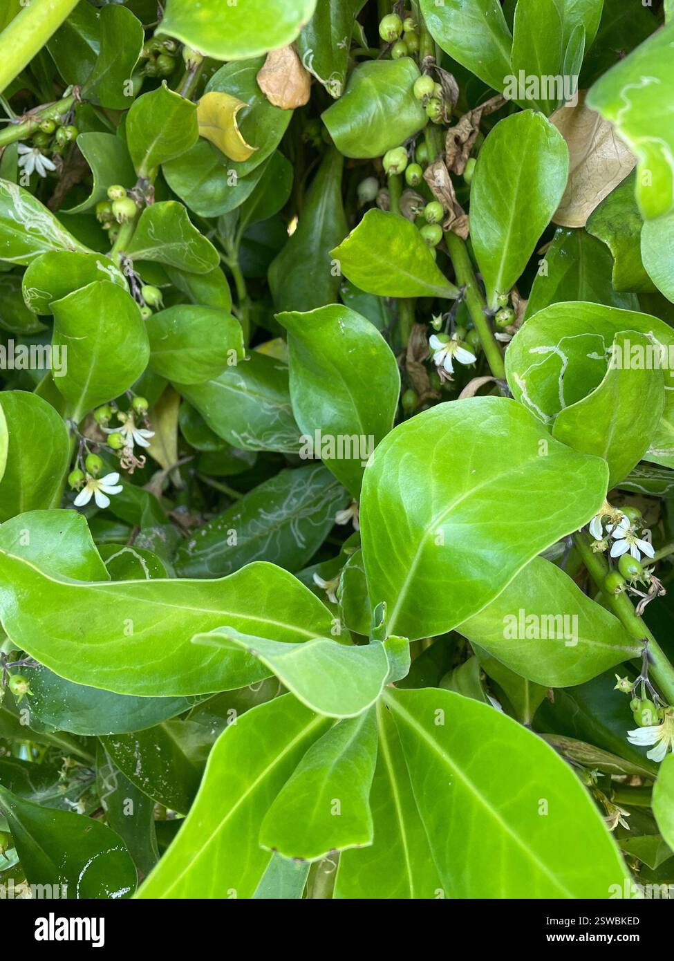 (Ophiomyia cornuta), Insecta, Hawaii, Hawaii, United States, Leafminer ...