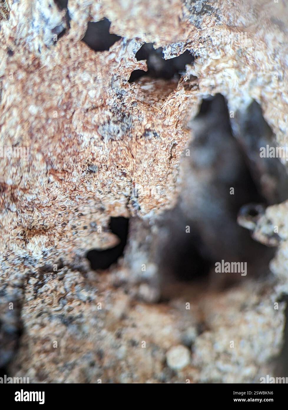 (Physaraceae), Protozoa, Emerson Hall, Ithaca, NY 14850, USA Stock ...