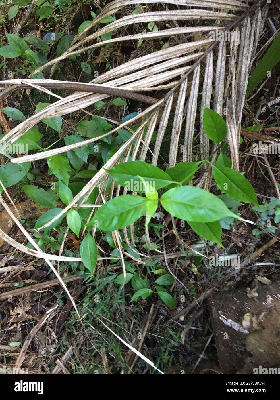 Hangehange (Geniostoma ligustrifolium ligustrifolium), Plantae, Kauri ...