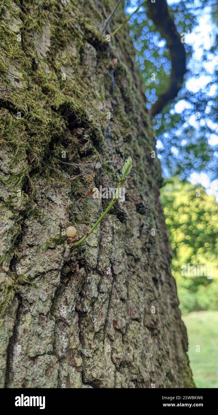 Kidney Gall (Trigonaspis megaptera), Insecta, North Yorkshire, England ...