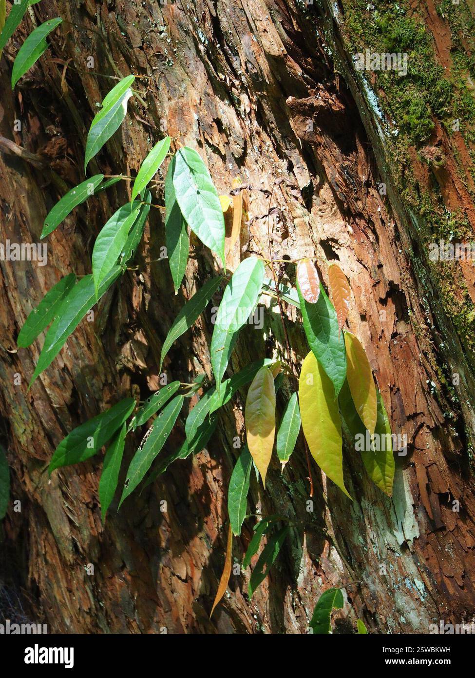 Impressed Sarmentosa Fig (Ficus sarmentosa), Plantae, 台灣桃園市 Stock Photo ...