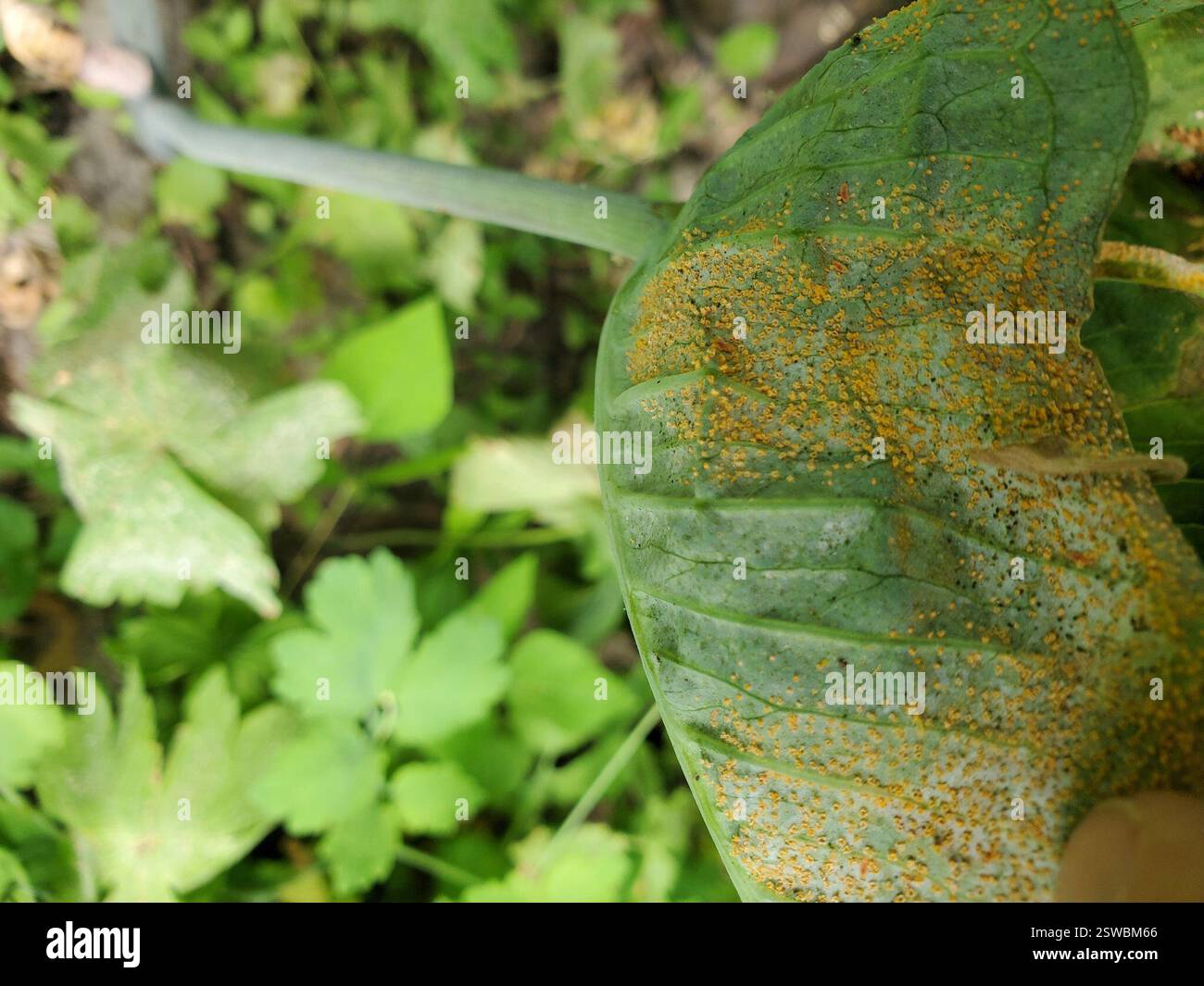 Jack-in-the-Pulpit Rust (Uromyces ari-triphylli), Fungi, Wisconsin, US ...