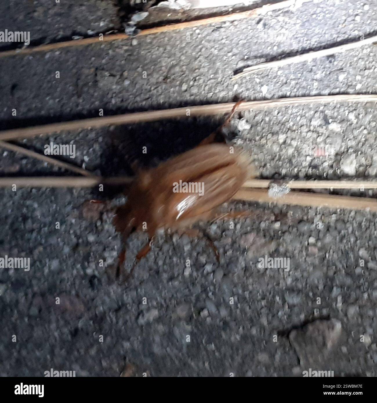 Summer Chafer (Amphimallon solstitiale), Insecta, Bonarka, Kraków ...