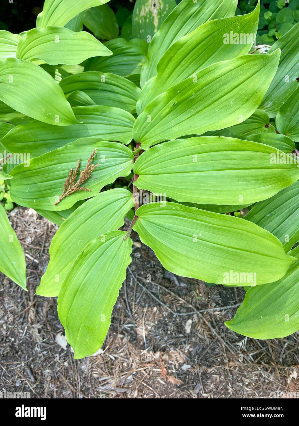 western Solomon's plume (Maianthemum racemosum amplexicaule), Plantae ...