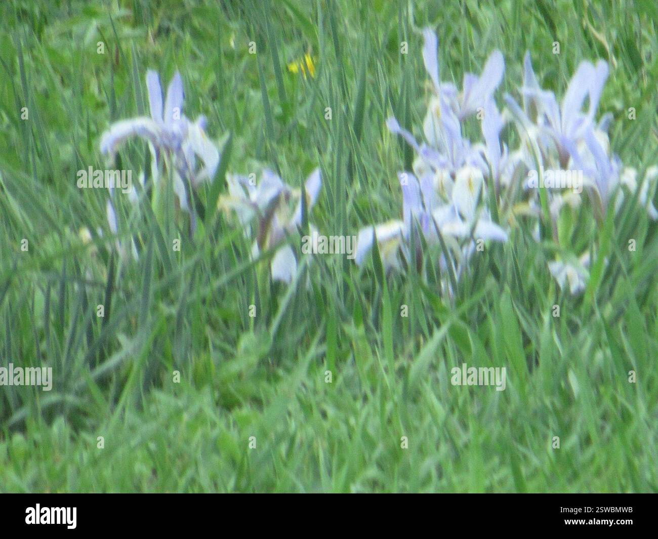 western blue flag (Iris missouriensis), Plantae, Terry Bison Ranch ...