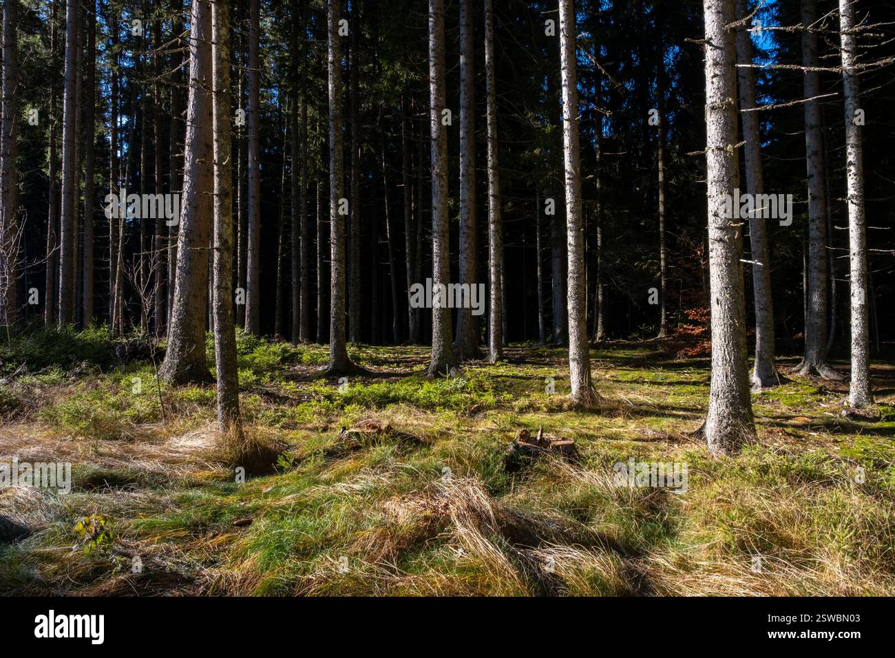 Sunlight dapples the forest floor illuminating the tall slender trees ...