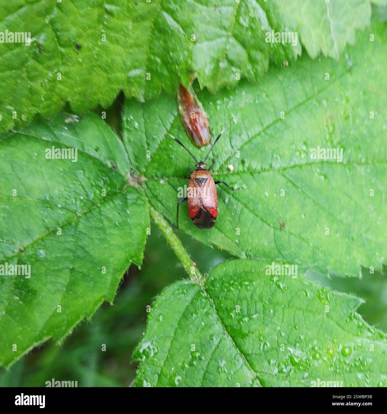 red-spotted plant bug (Deraeocoris ruber), Insecta, 1756 Sofia ...