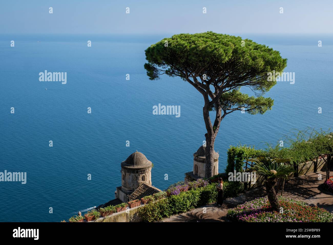 A tall pine tree stands gracefully above the shimmering blue sea ...