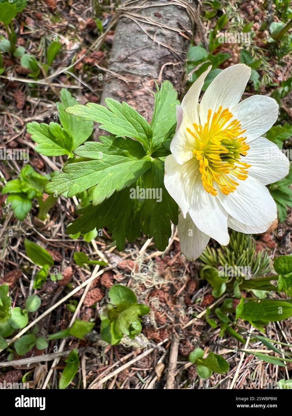 White Globeflower (Trollius albiflorus), Plantae, Okanogan - Wenatchee ...