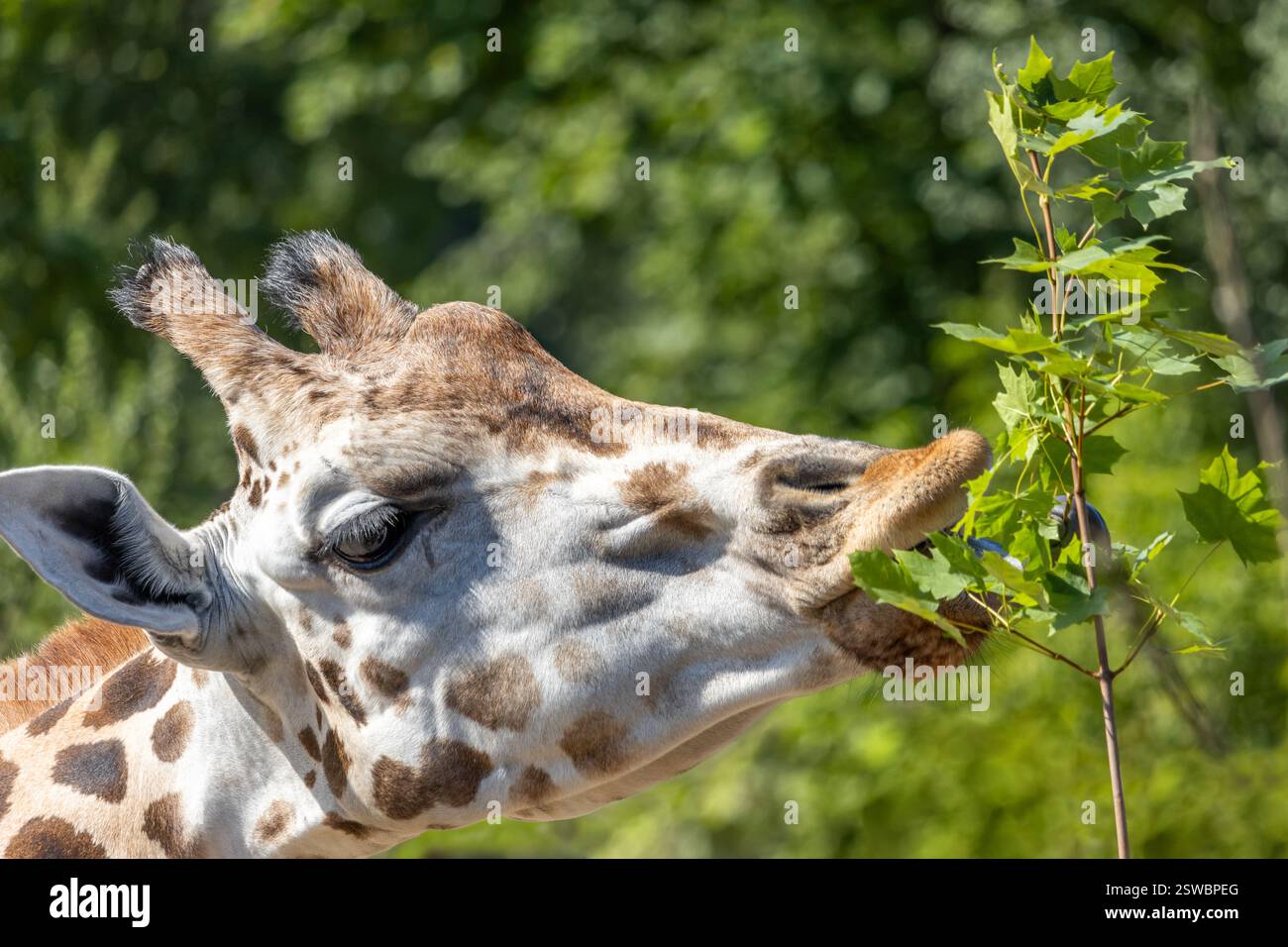 Portrait of a giraffe feeding on leaves from a branch Stock Photo - Alamy