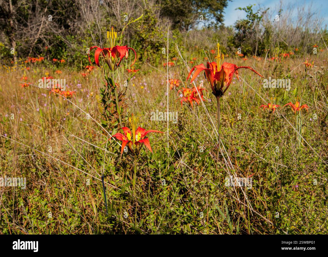 Lillium catesbaei hi-res stock photography and images - Alamy