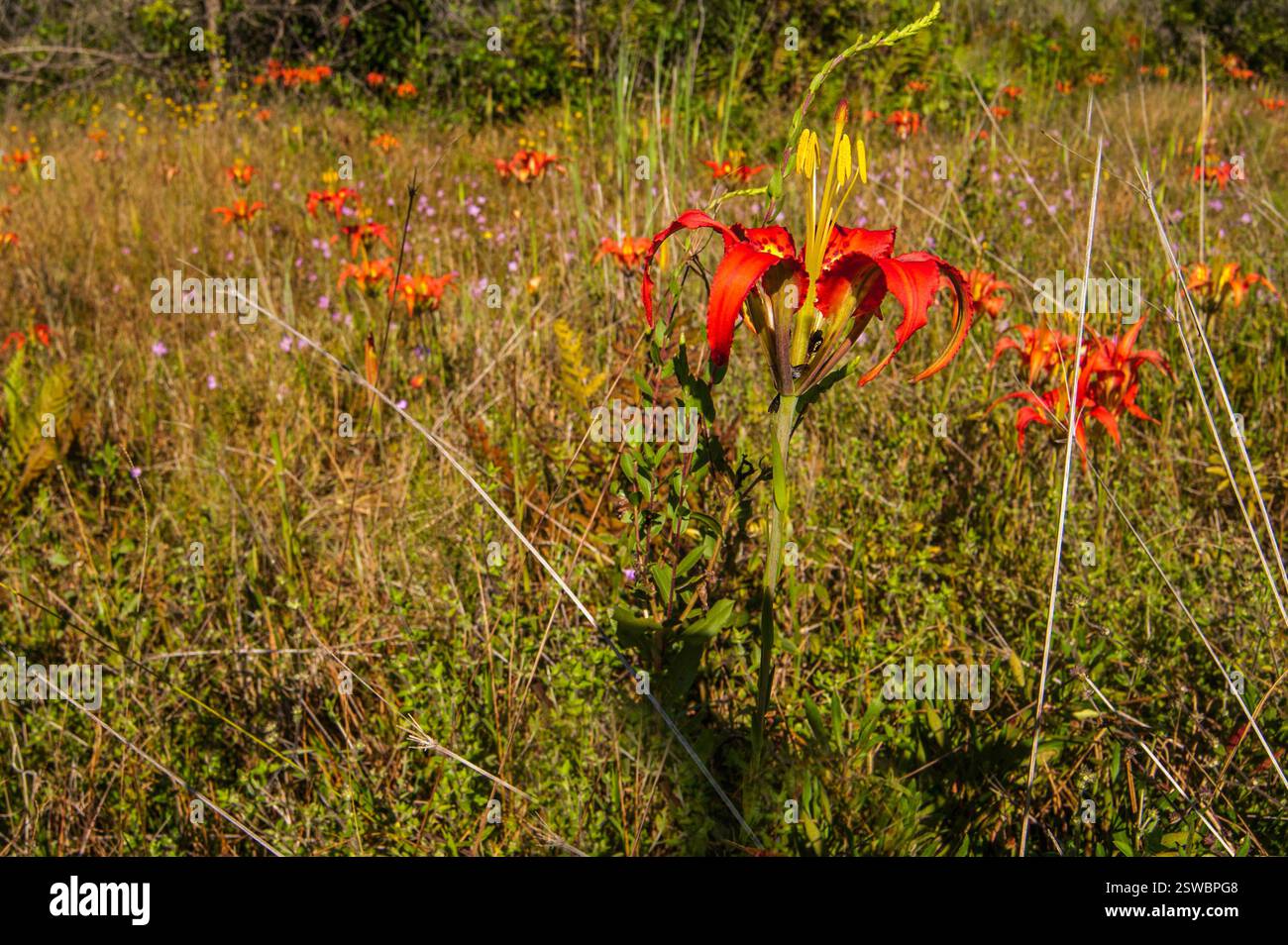 Bell creek nature preserve hi-res stock photography and images - Alamy