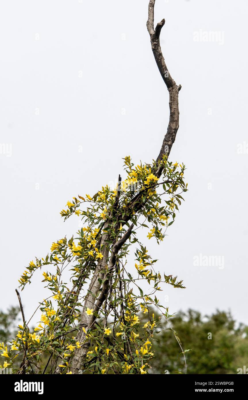 A thicket of yellow flowers of Carolina jessamine vine, Gelsemium ...