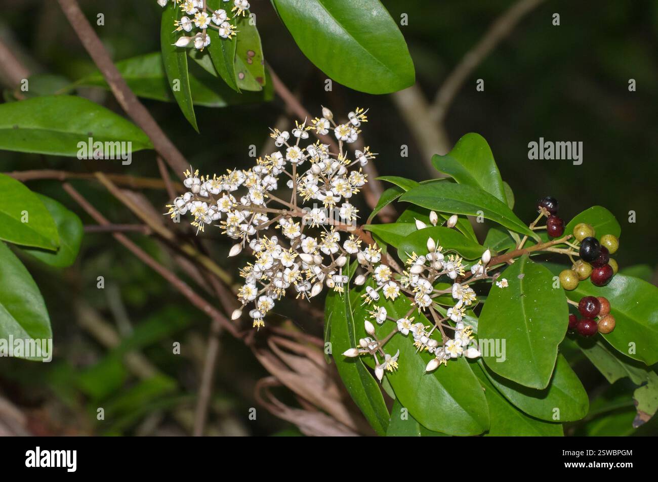 Myrsinaceae hi-res stock photography and images - Alamy