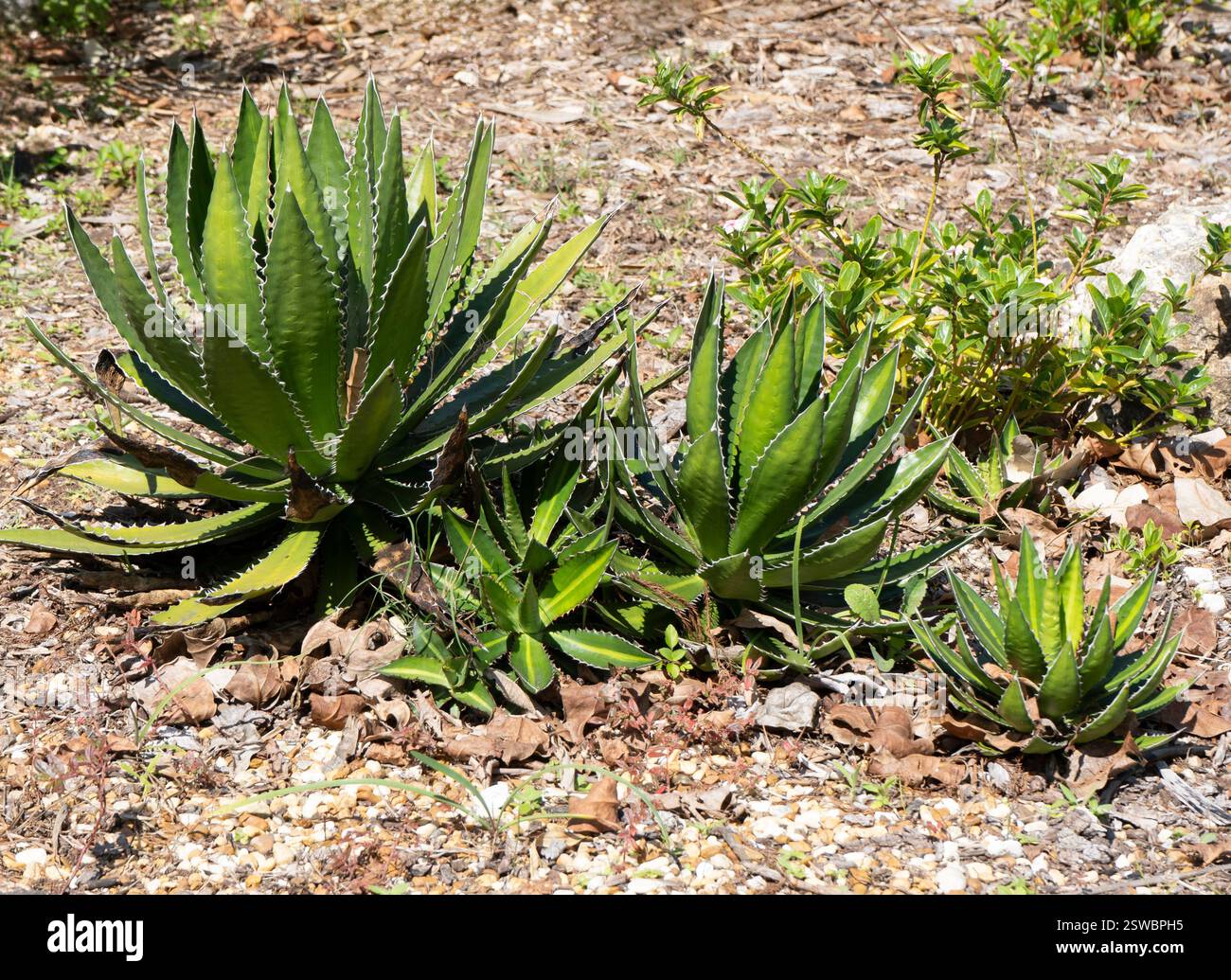 A navitar, center striped agave, Agave univittata Splendida, is a ...